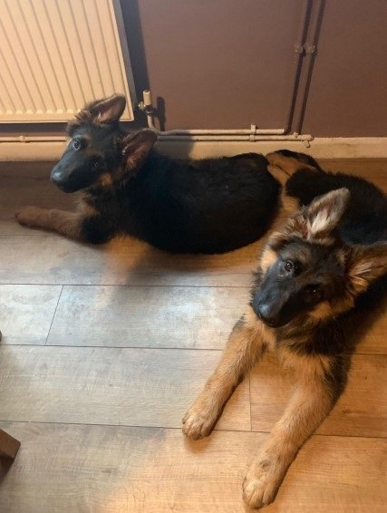 Pedigree German Shepherd puppies | dog ads classified